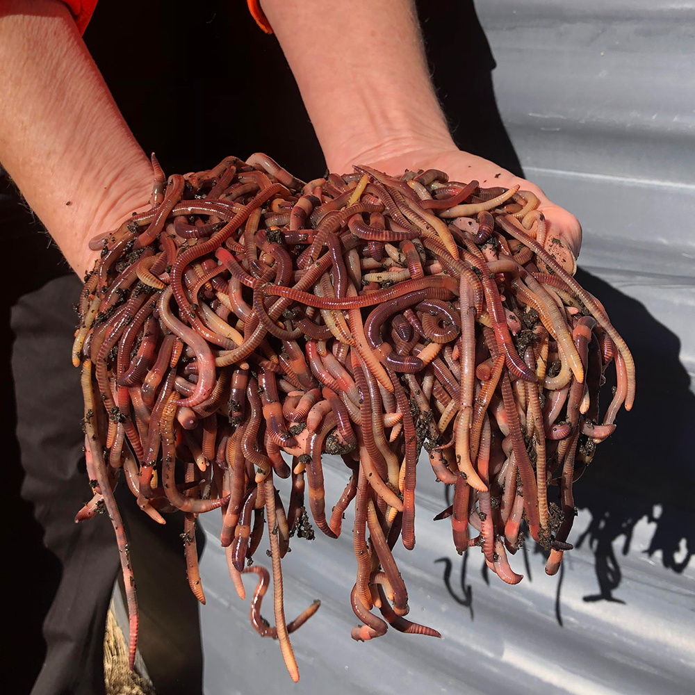 Australian Worms -Live Fishing Worms, Composting Worms & Worm Farms AU ...