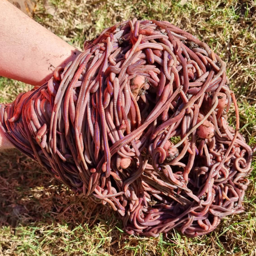 Australian Worms -Live Fishing Worms, Composting Worms & Worm Farms AU ...