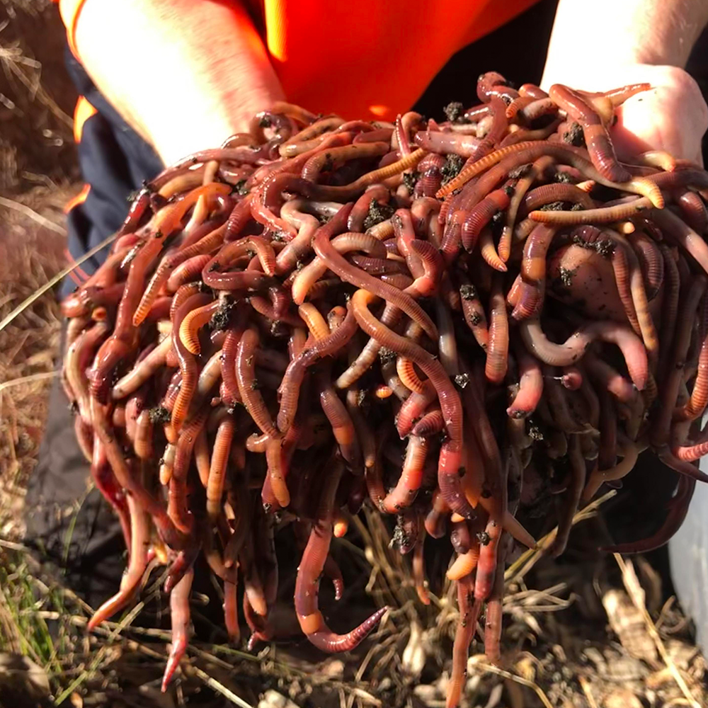 Australian Worms -Live Fishing Worms, Composting Worms & Worm Farms AU ...